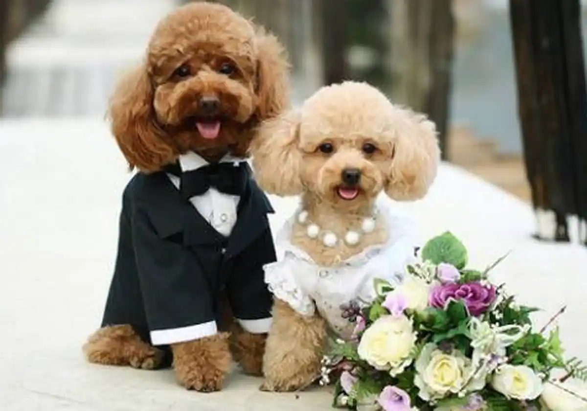 Perros que se casan: las bodas caninas cogen fuerza en España ...